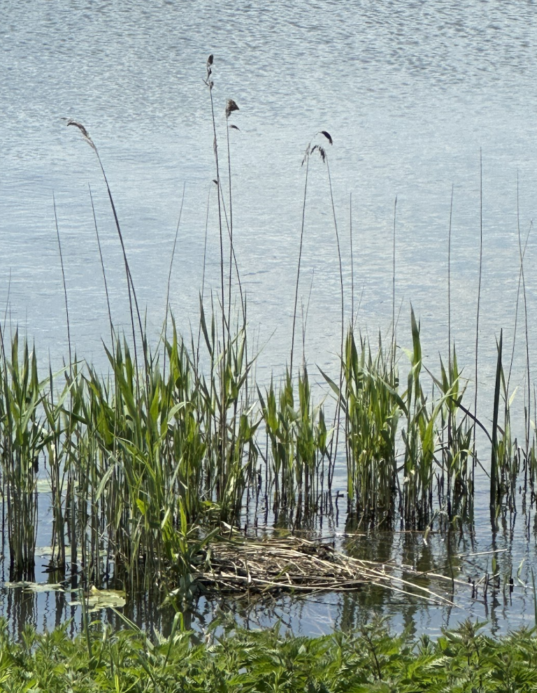 Grebes on the River Cam