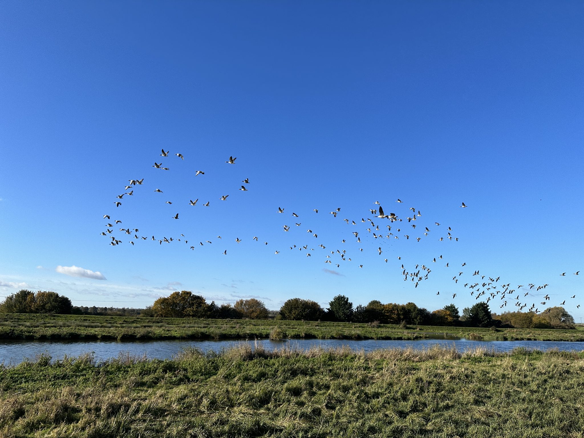 No armistice for geese