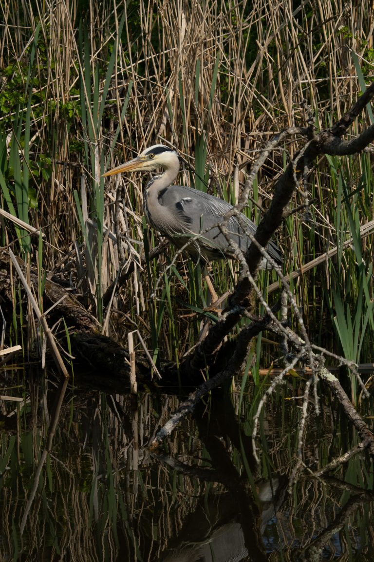 Normal service resumes tomorrow